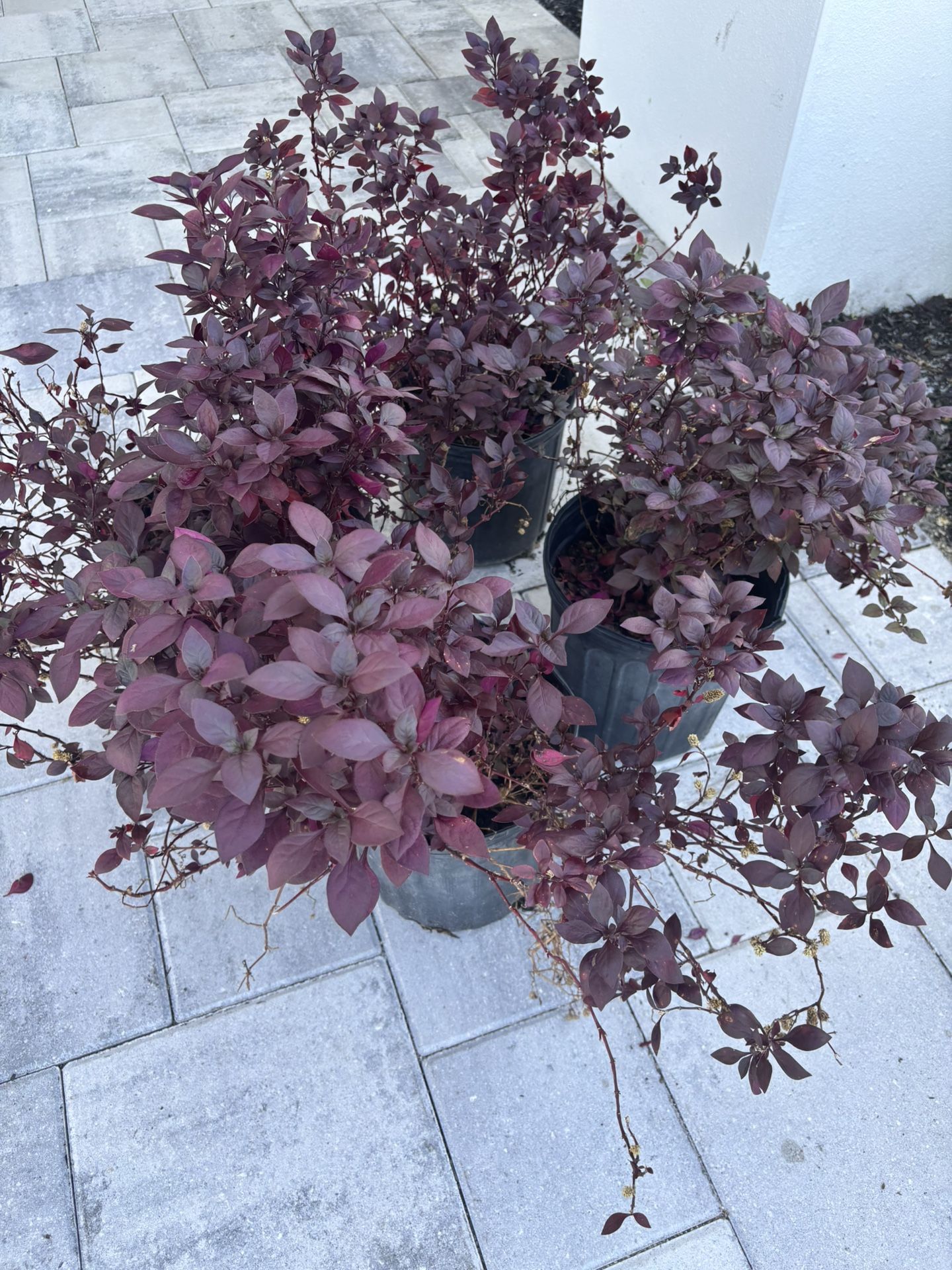 Ruby Leaf Pink Flowering Shrub for Sale in Cape Coral, FL - OfferUp