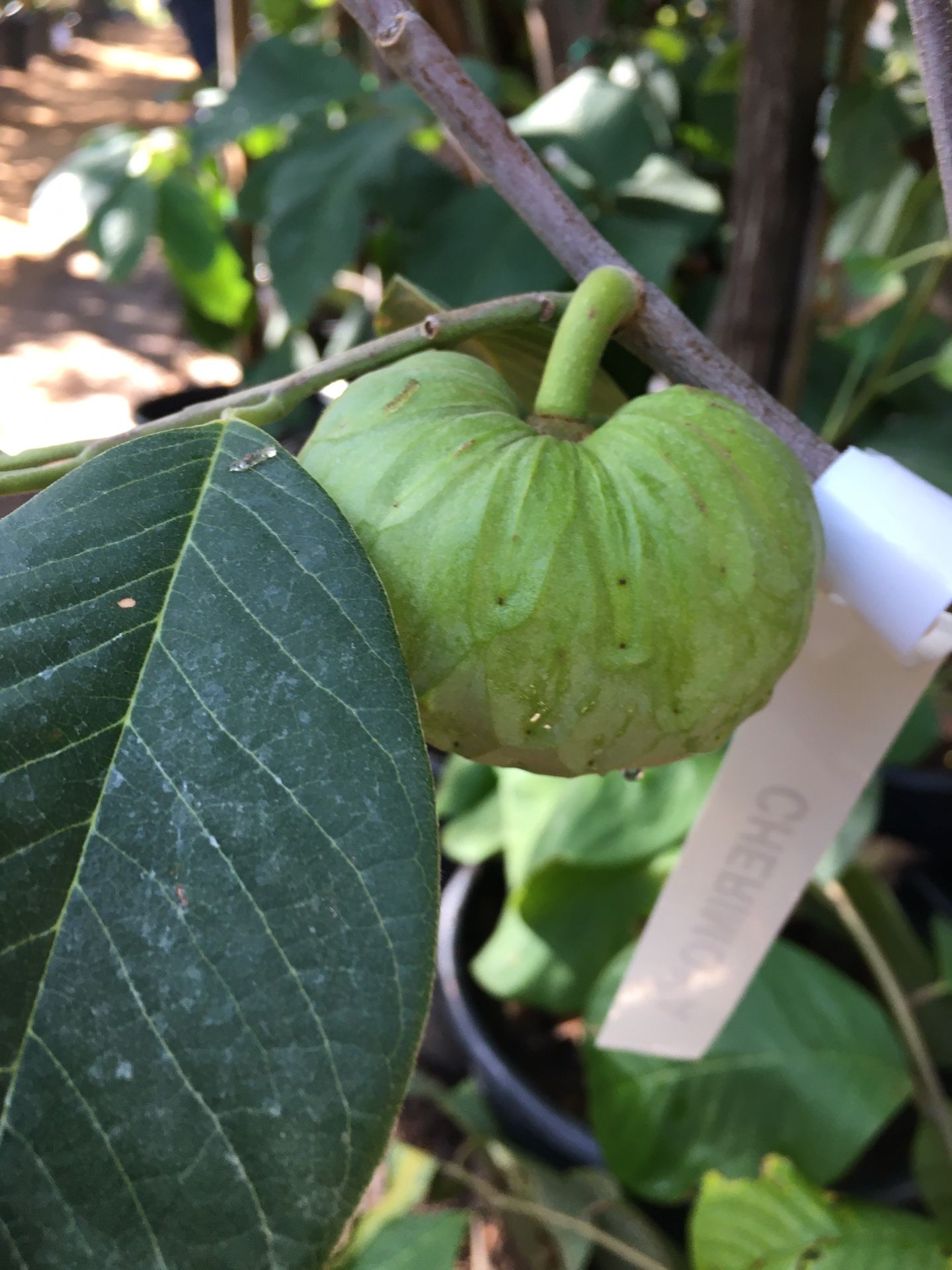 CHERIMOYA TREES - ALMOND TREES- BANANA PLANTS- MANGO TREES- PERSIMMON ...