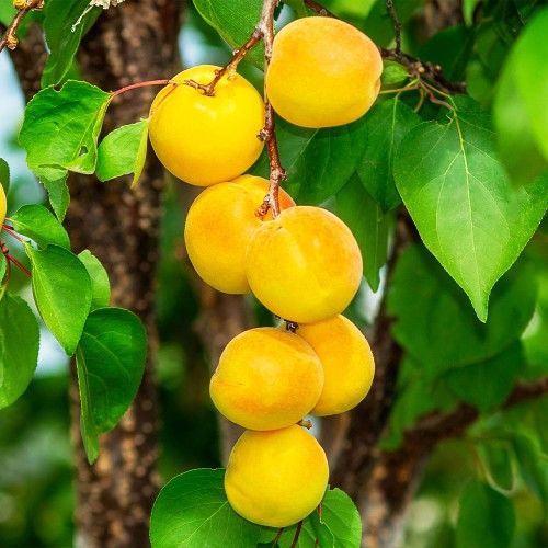 Grafted Dwarf Flavor Queen Plum Tree for Sale in Los Angeles, CA - OfferUp