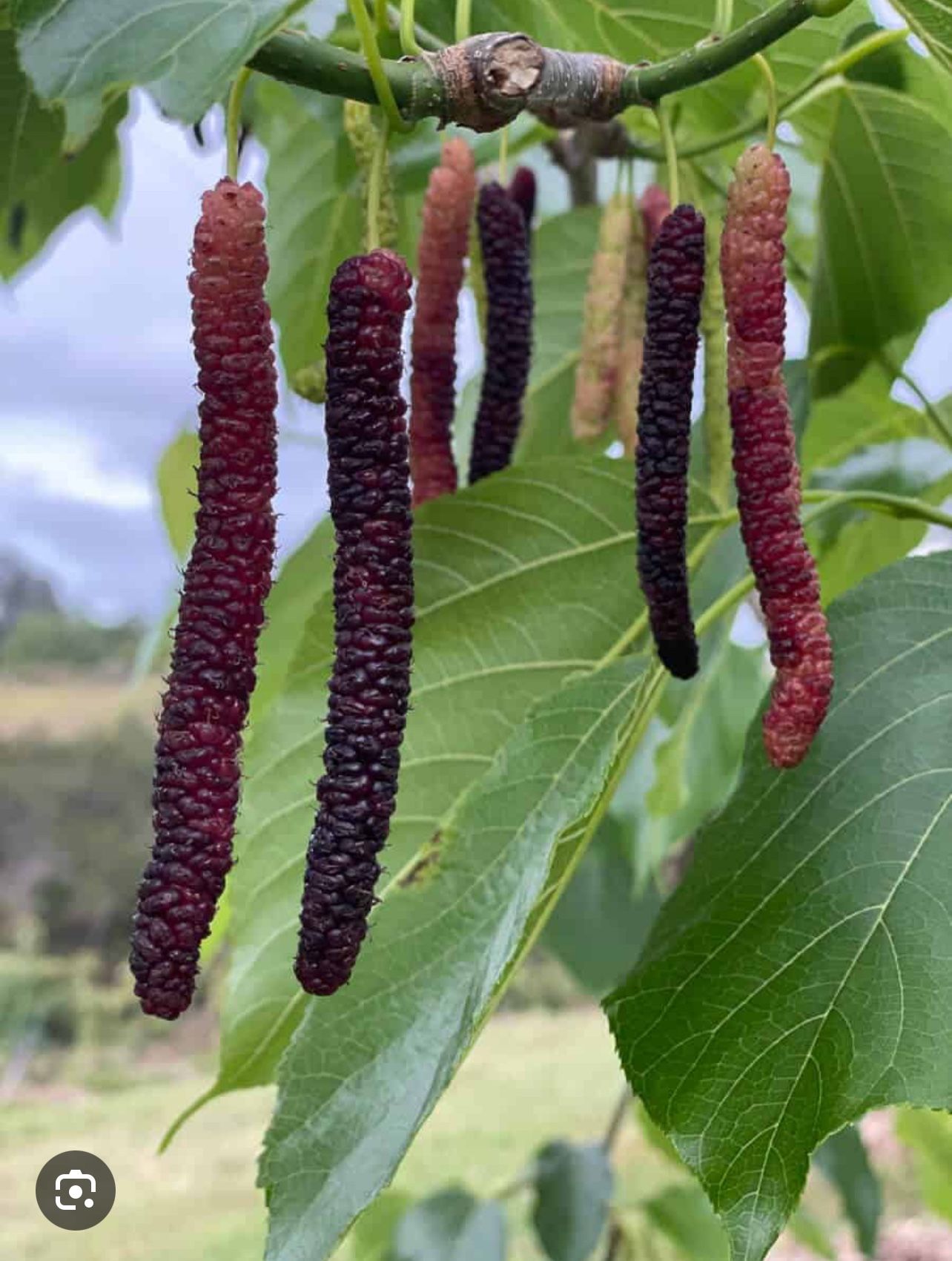 Pakistan Mulberry Trees for Sale in West Covina, CA - OfferUp