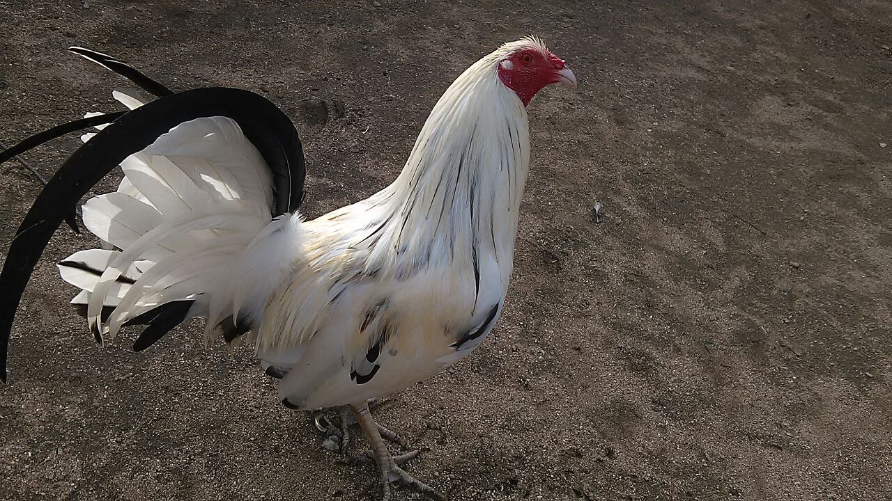 White Claret Rooster