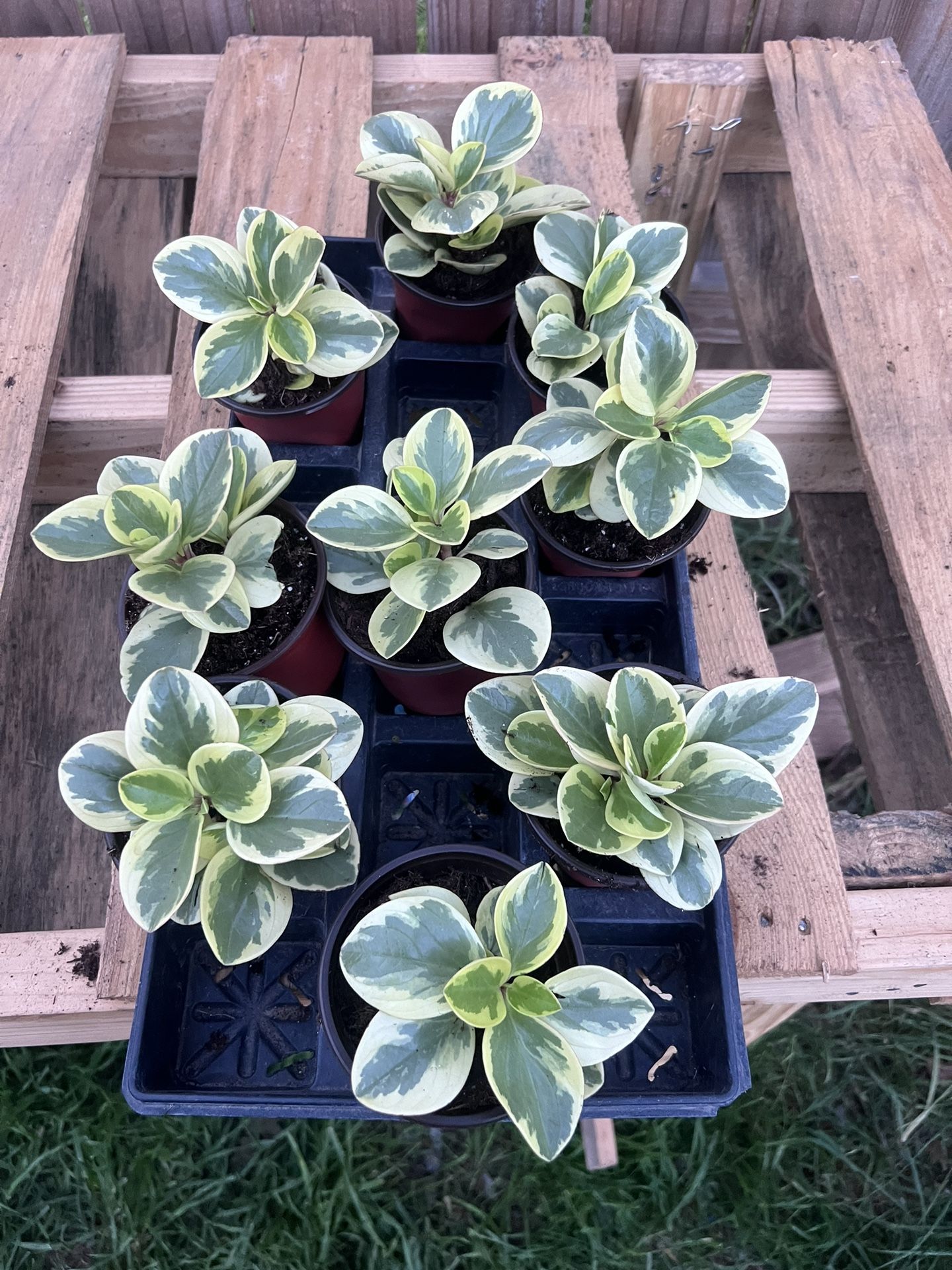 Variegated peperomia for Sale in San Antonio, TX - OfferUp