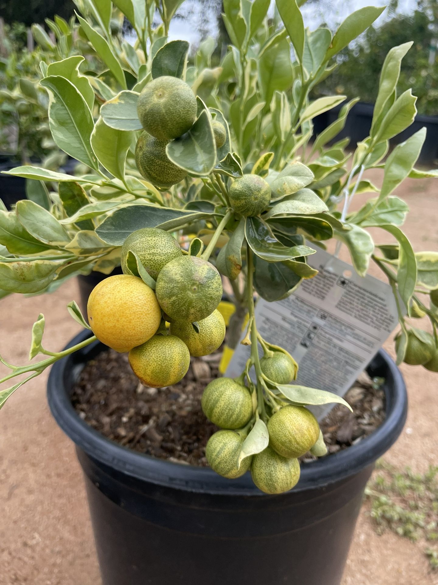 5 Gallon Size- Calamondin Tree- Orange Tree- Lemon Tree- Grapefruit ...