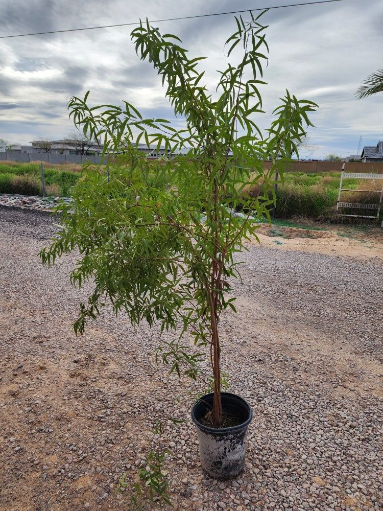 Weeping Acacia Tree