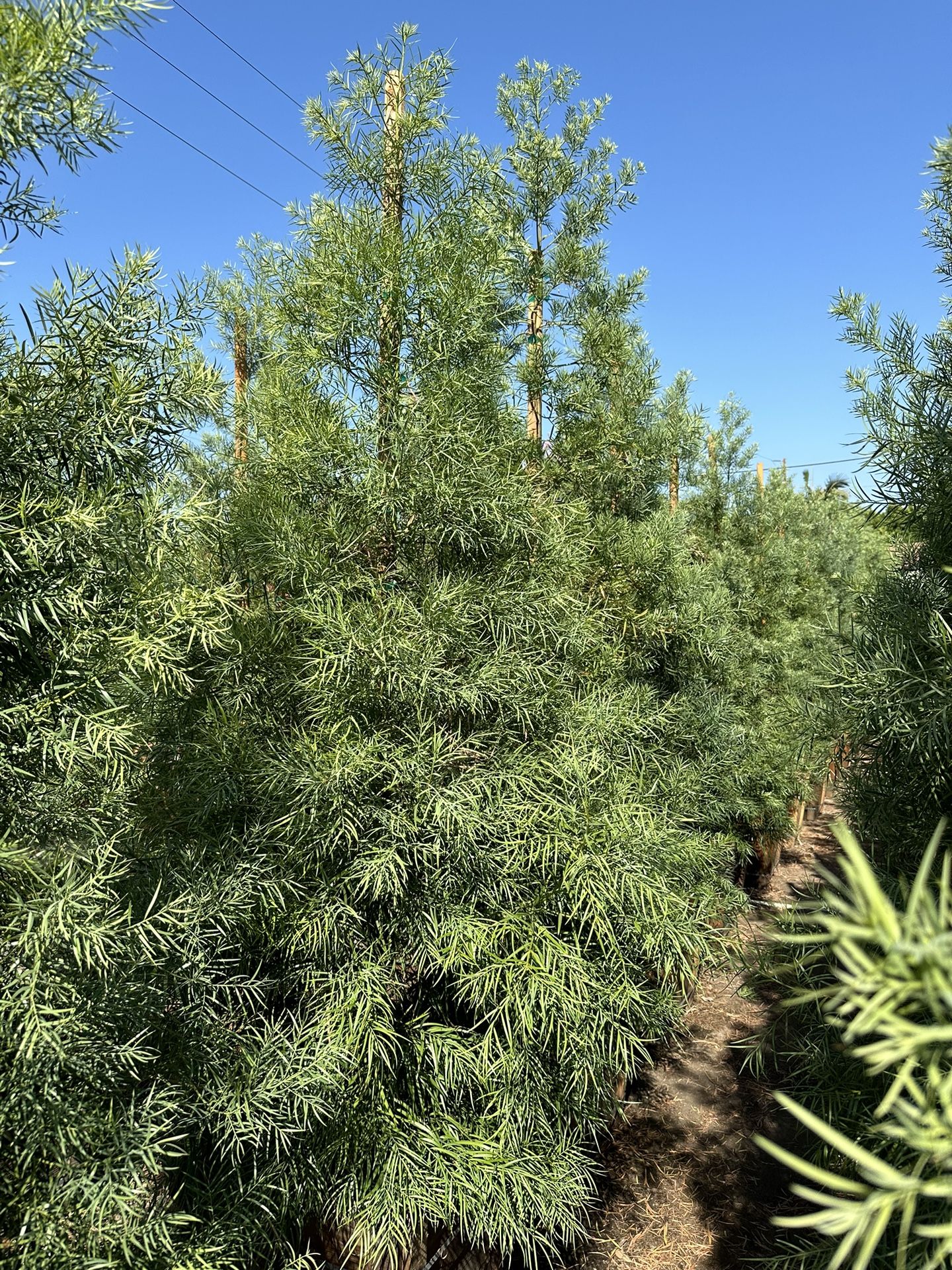 Fern Pine Privacy Hedge for Sale in City Of Industry, CA - OfferUp