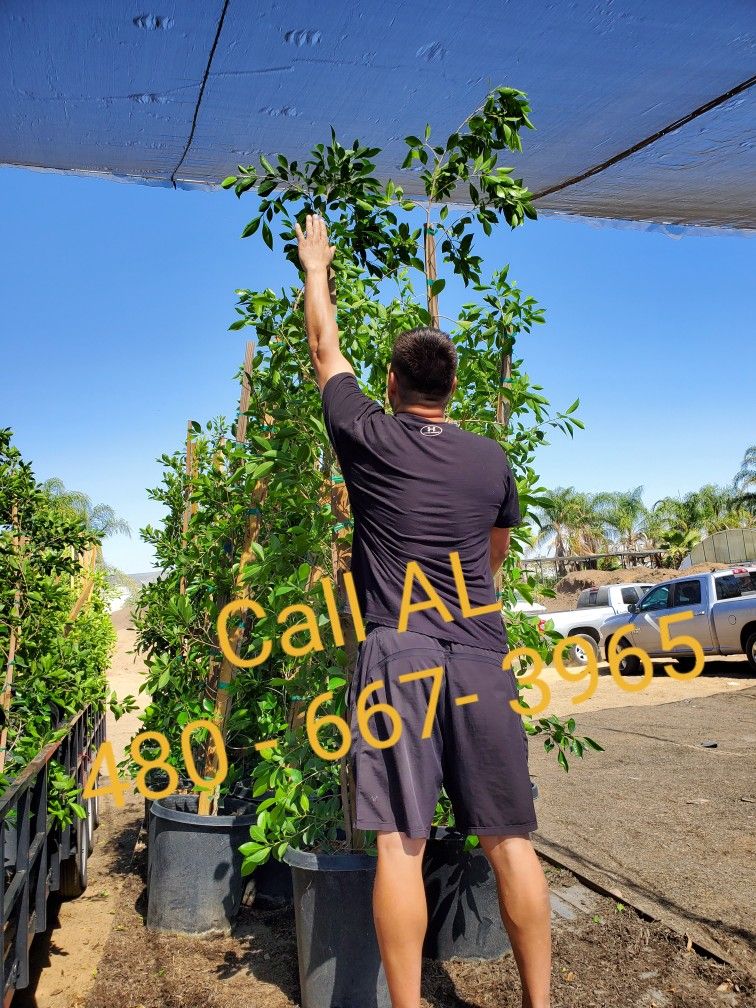 FICUS NITIDA aka INDIAN LAUREL COLUMNS FICUS NITIDA INDIAN LAUREL ...