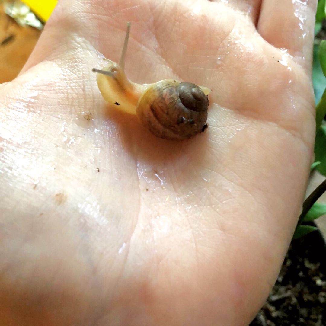 Garden Snails Pets