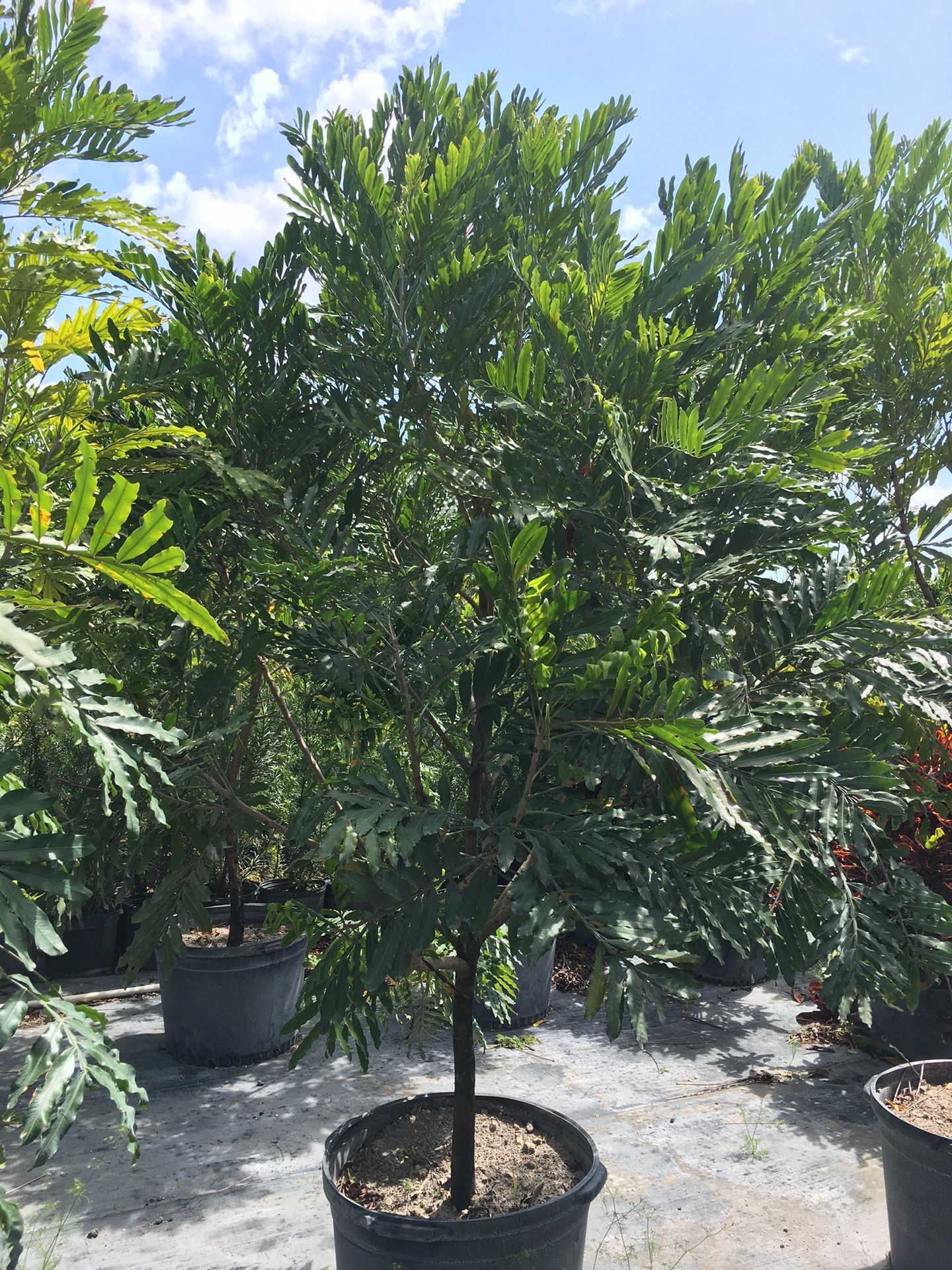 Japanese fern trees for Sale in Miami, FL - OfferUp