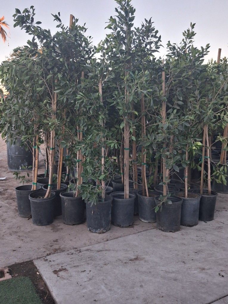 Ficus Trees for Sale in Phoenix, AZ - OfferUp