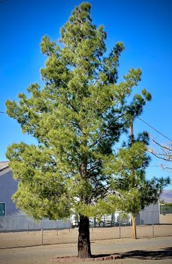 Desert Pine Trees - Approx 4.5-5 Feet Tall In Pot - Superb desert pine ...
