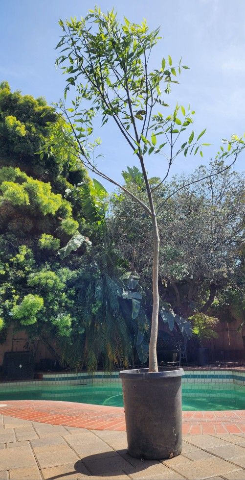 Big Shade Tree In Pot, 8 Feet Tall for Sale in Irvine, CA - OfferUp