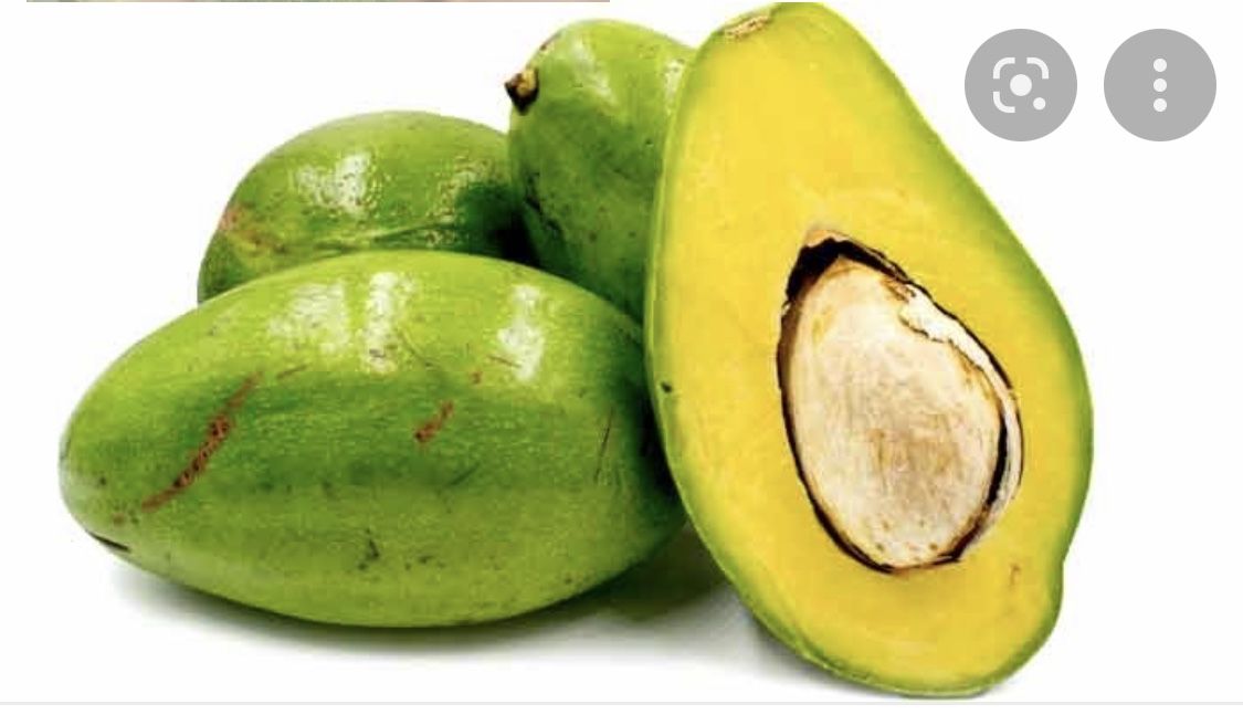 Simon Grafted Avocado Plants, Matas De Injerto Simon for Sale in Miami ...