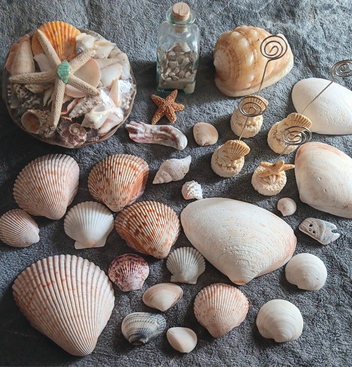 Large Beach Shells Nautical Decor Bundle for Sale in Gibsonton, FL ...