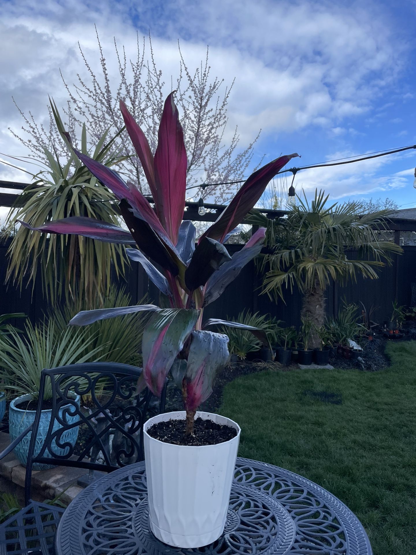 Hawaiian Ti Cordyline fruticosa 'Florica' for Sale in Tacoma, WA - OfferUp