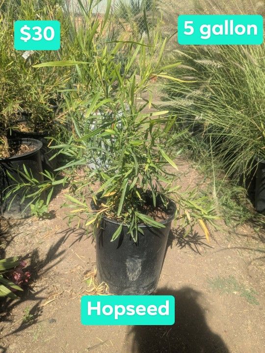 Hopseed for Sale in Phoenix, AZ - OfferUp