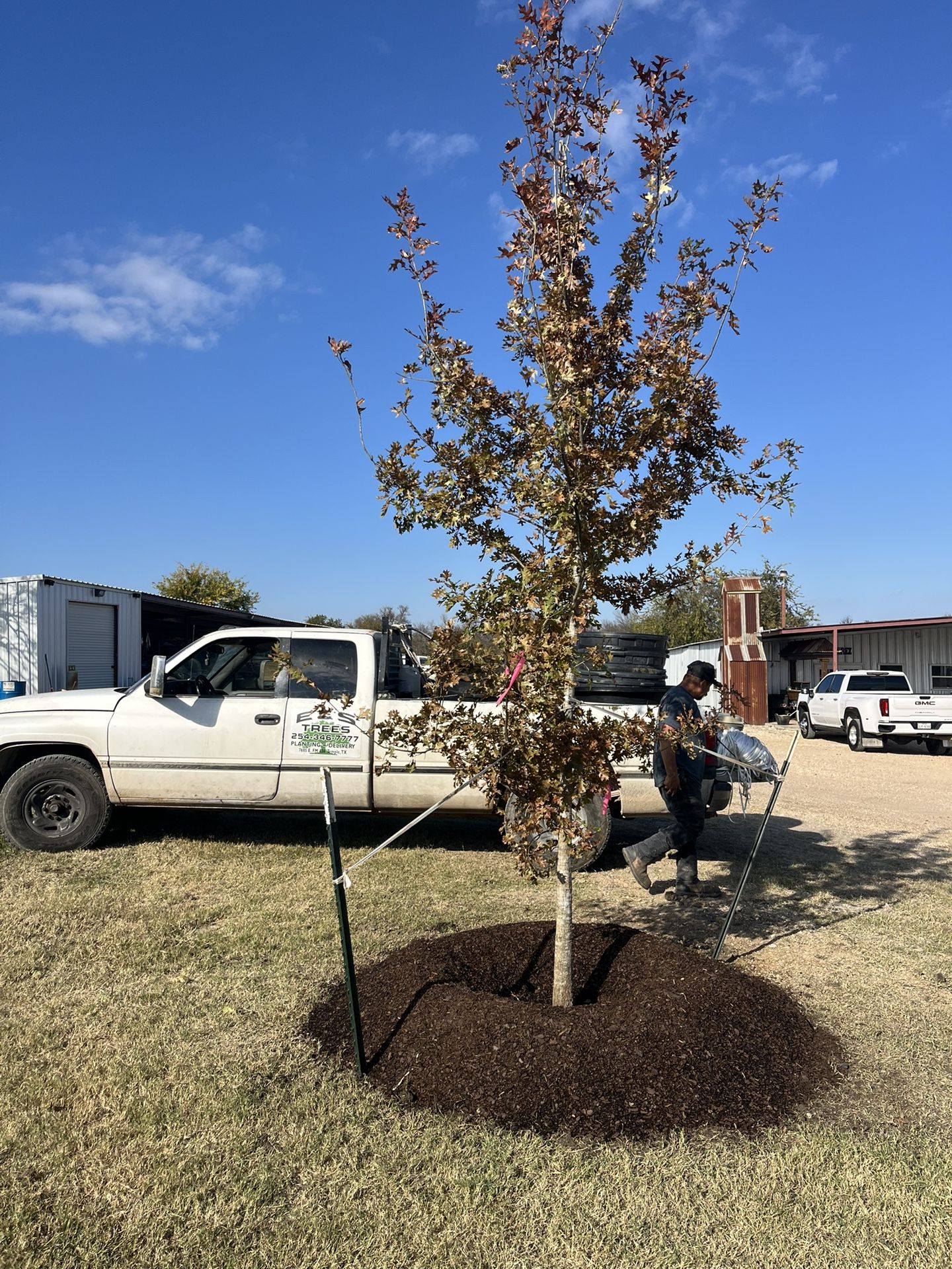 For Sale E&S TREES LLC for Sale in Temple, TX - OfferUp