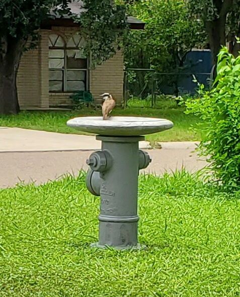 Fire Hydrant Bird Bath for Sale in Palmview, TX - OfferUp
