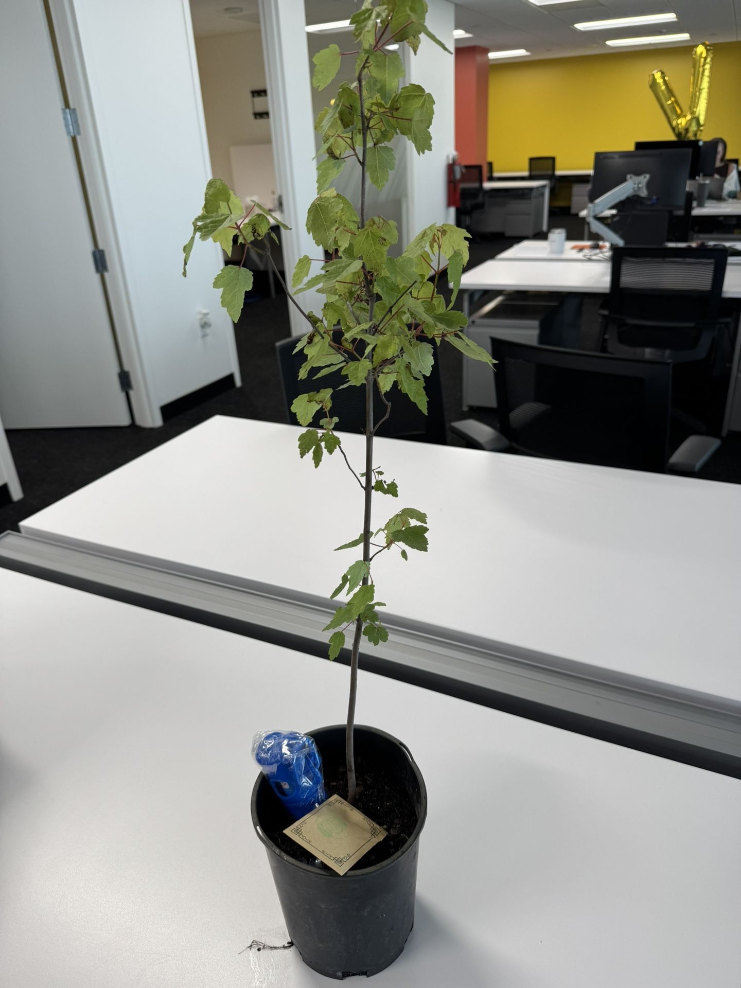 Maple Sapling for Sale in Riverview, FL - OfferUp