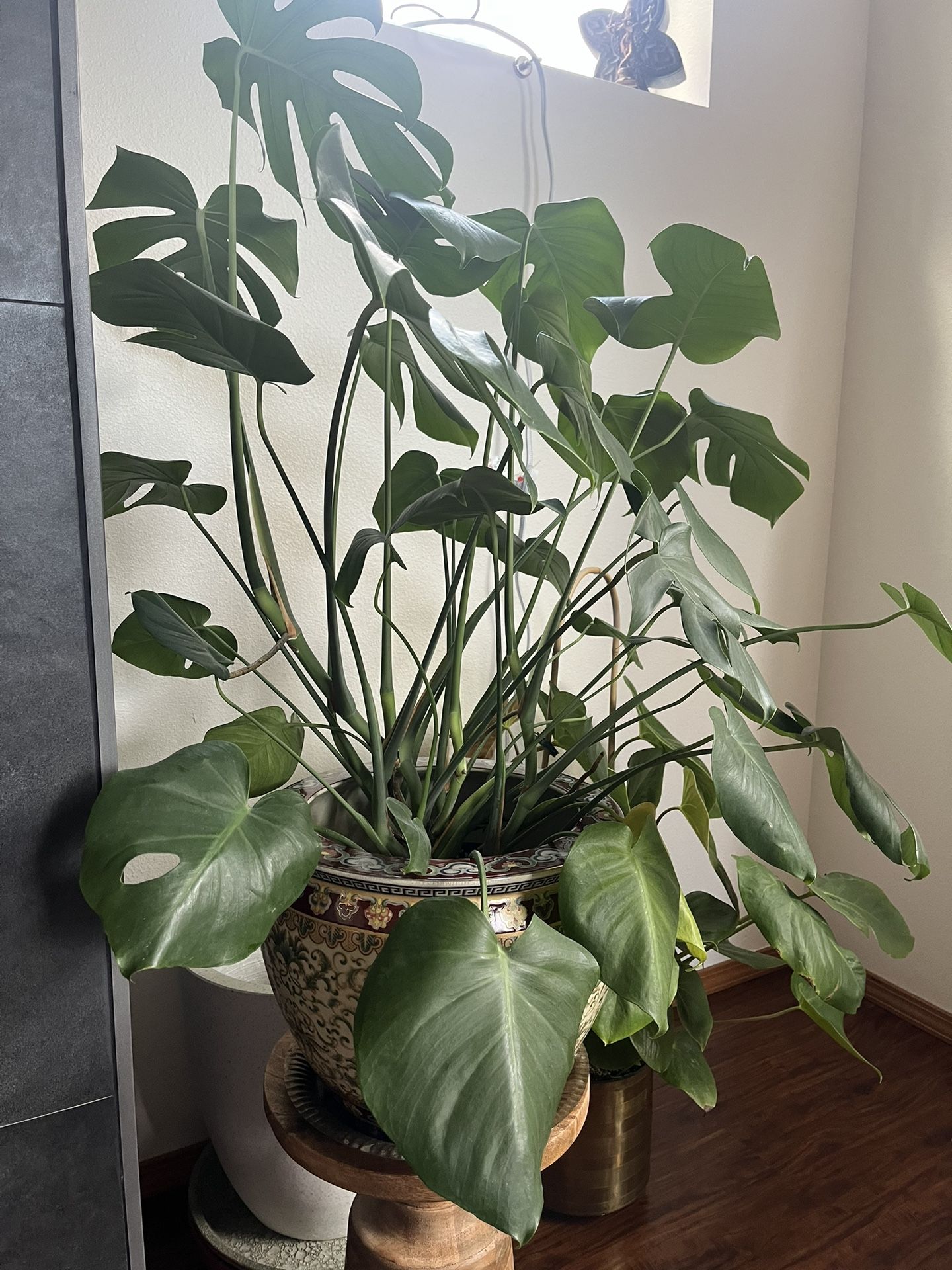 Large Monstera Deliciosa for Sale in Bothell, WA - OfferUp