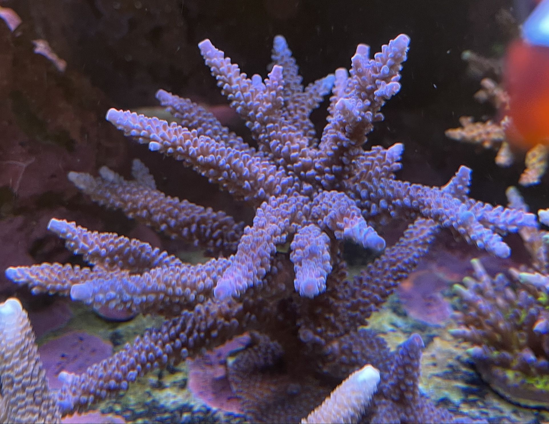 Purple Slimer Sps Acropora Frag for Sale in Fullerton, CA - OfferUp
