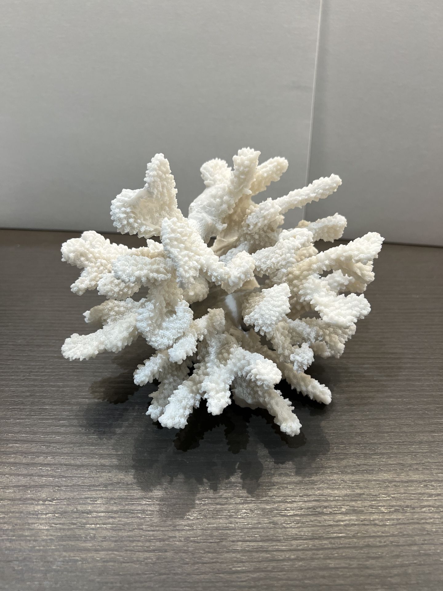 Branching White spike Coral Specimen Coastal Decor home decor for Sale ...
