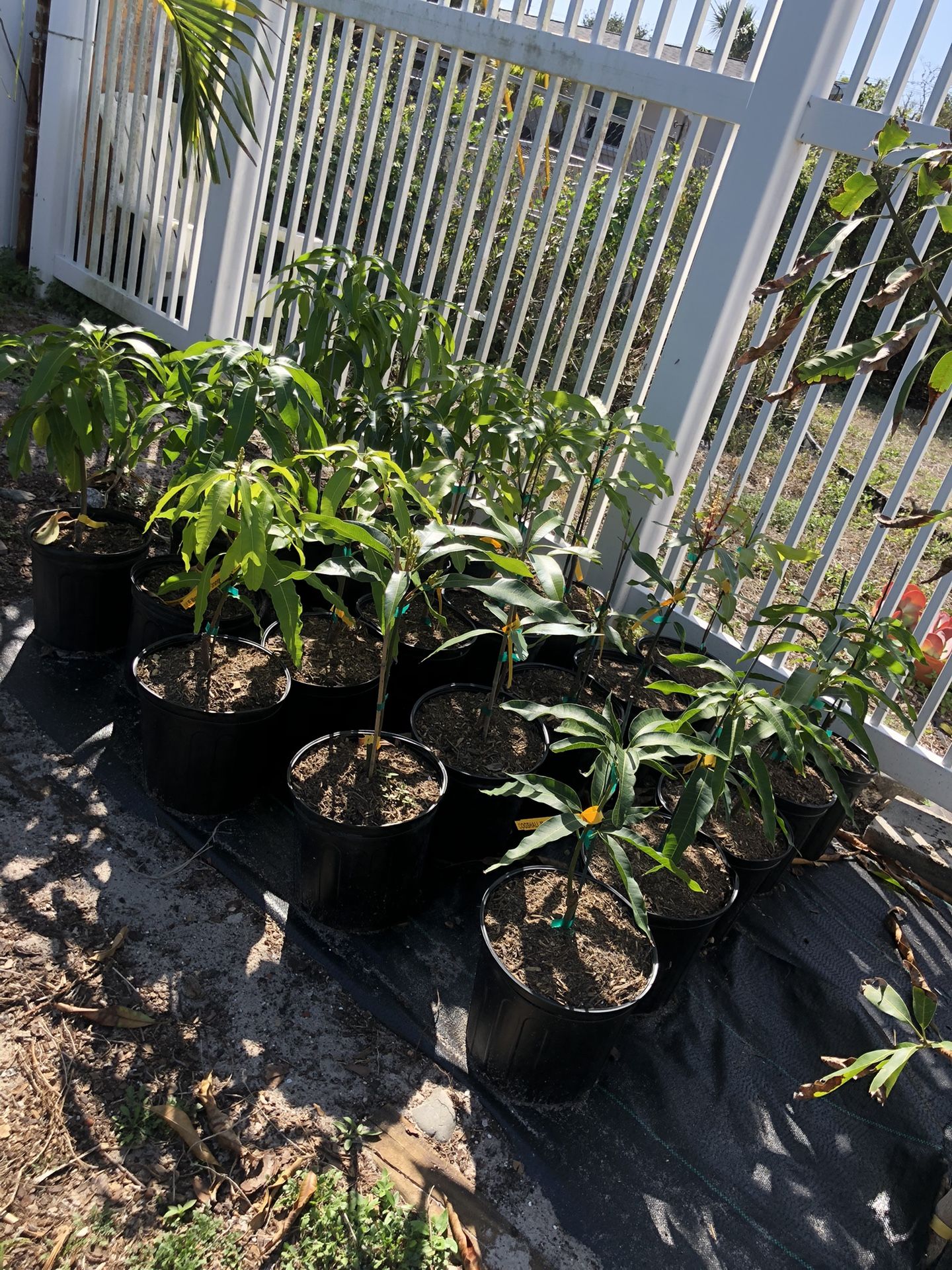 Hawaiian Mango Trees