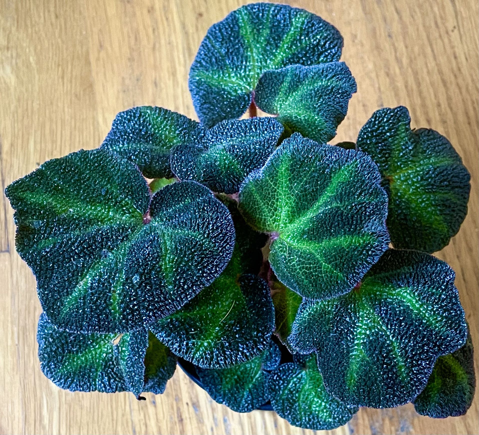 Begonia Soli-Mutata / Sun Changing Begonia/ Free Delivery Available for ...