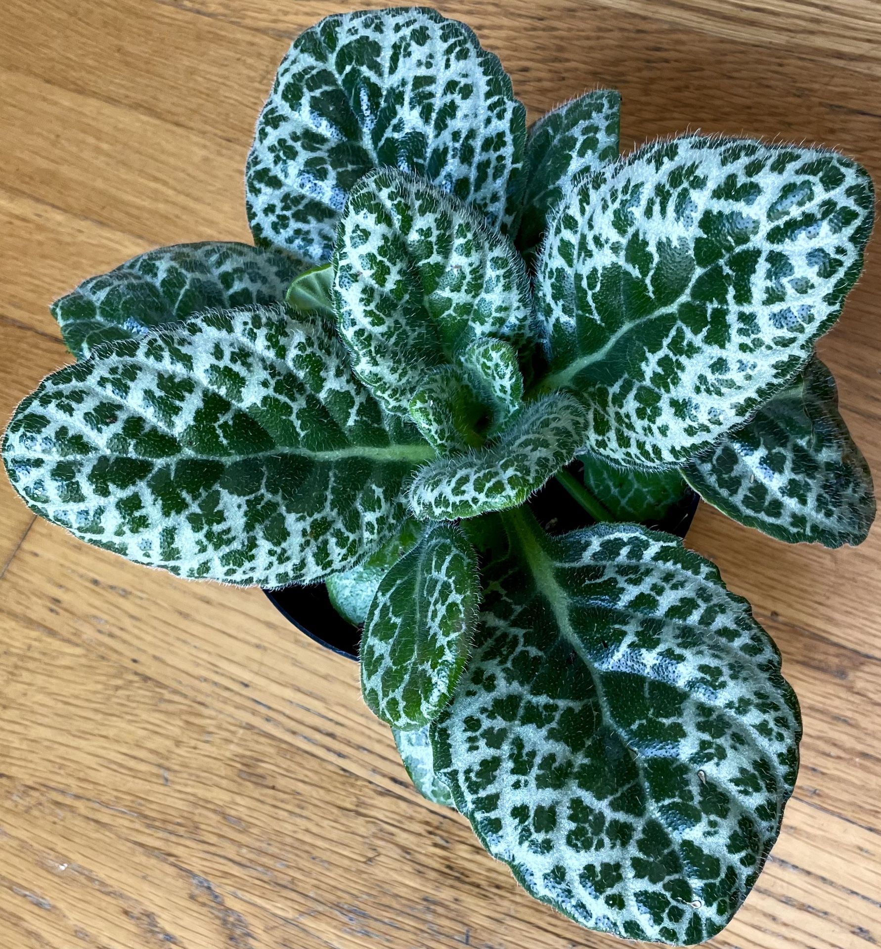 Non-Toxic Pretty Turtle Plant in 6in. Pot / Free Delivery Available for ...