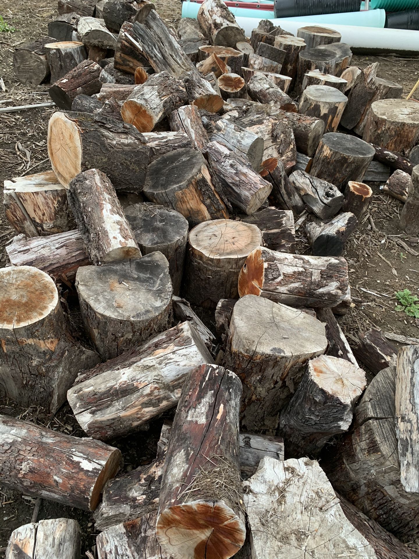 PACIFIC MADRONE SEASONED