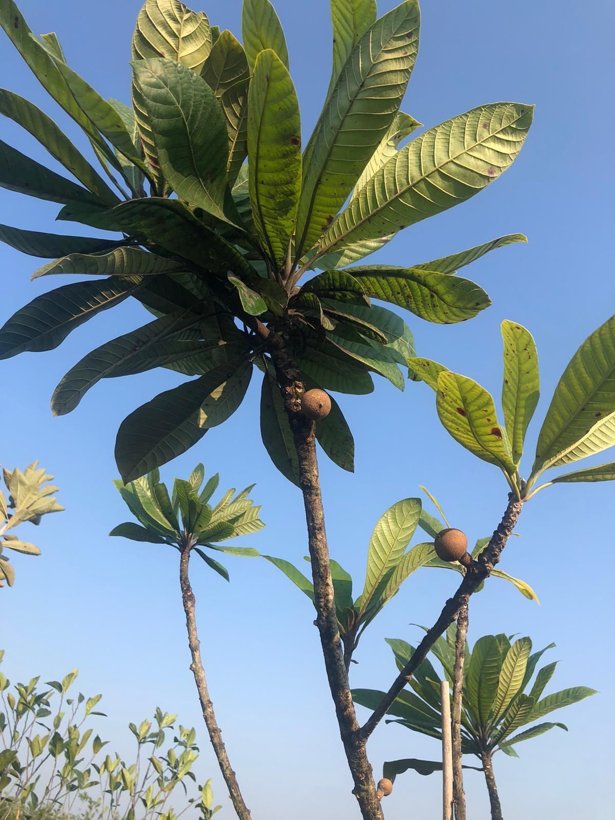 MAMEY FRUIT TREE $200.00 for Sale in Miami, FL - OfferUp