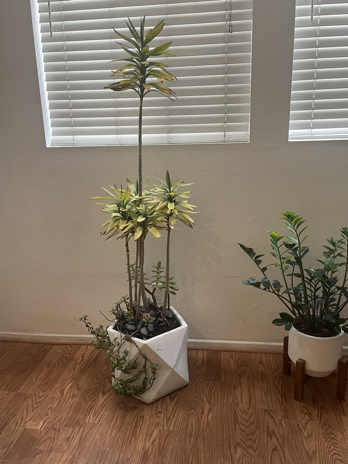 FREE Tall Plant / Tree, White Planter Pot Included for Sale in ...