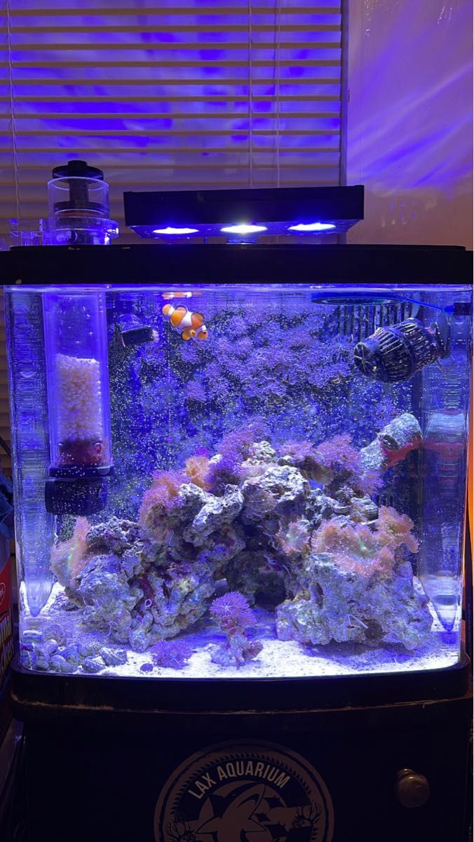 Biocube 16g Marine Salt Water Tank With Stand for Sale in Baldwin Hills ...