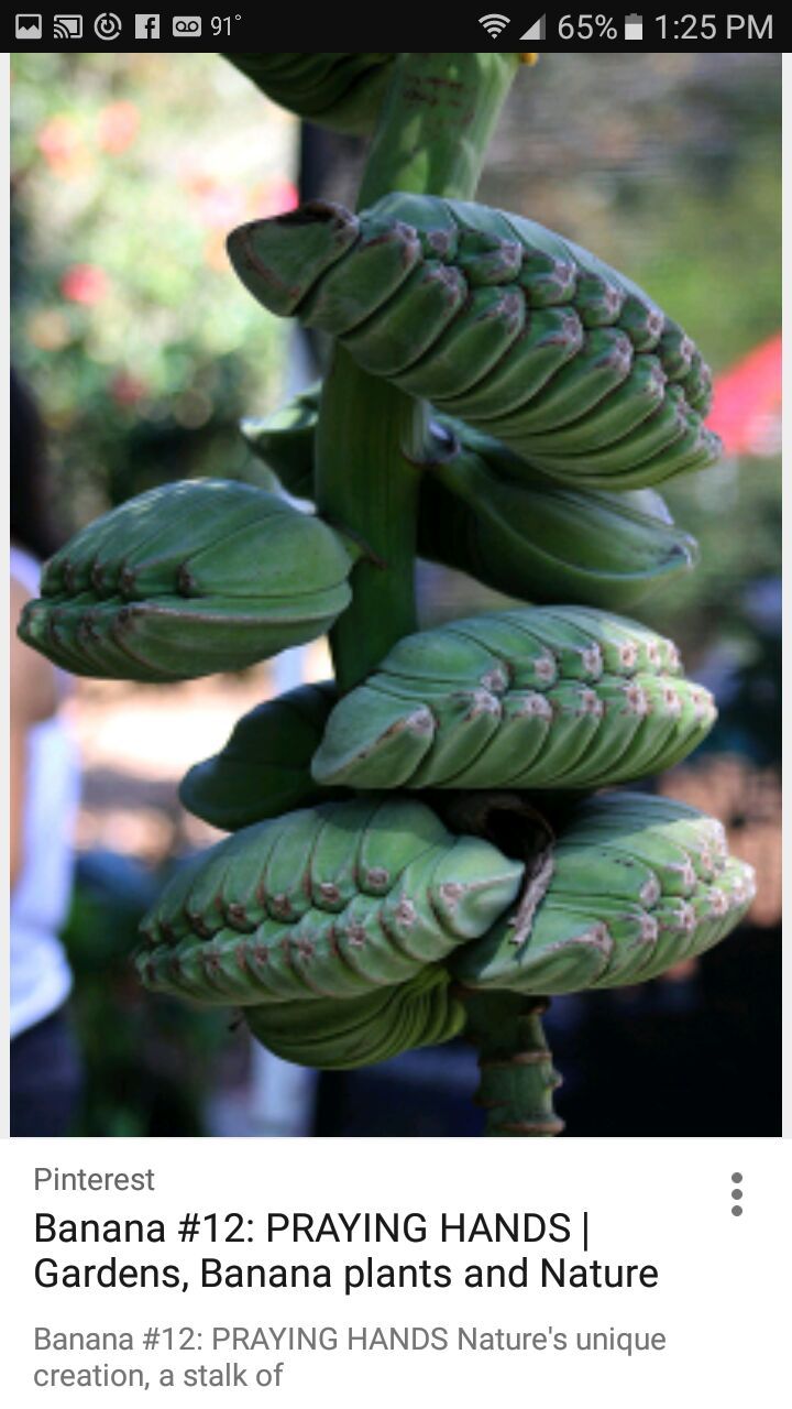 Praying hands banana tree for Sale in Saint Cloud, FL - OfferUp