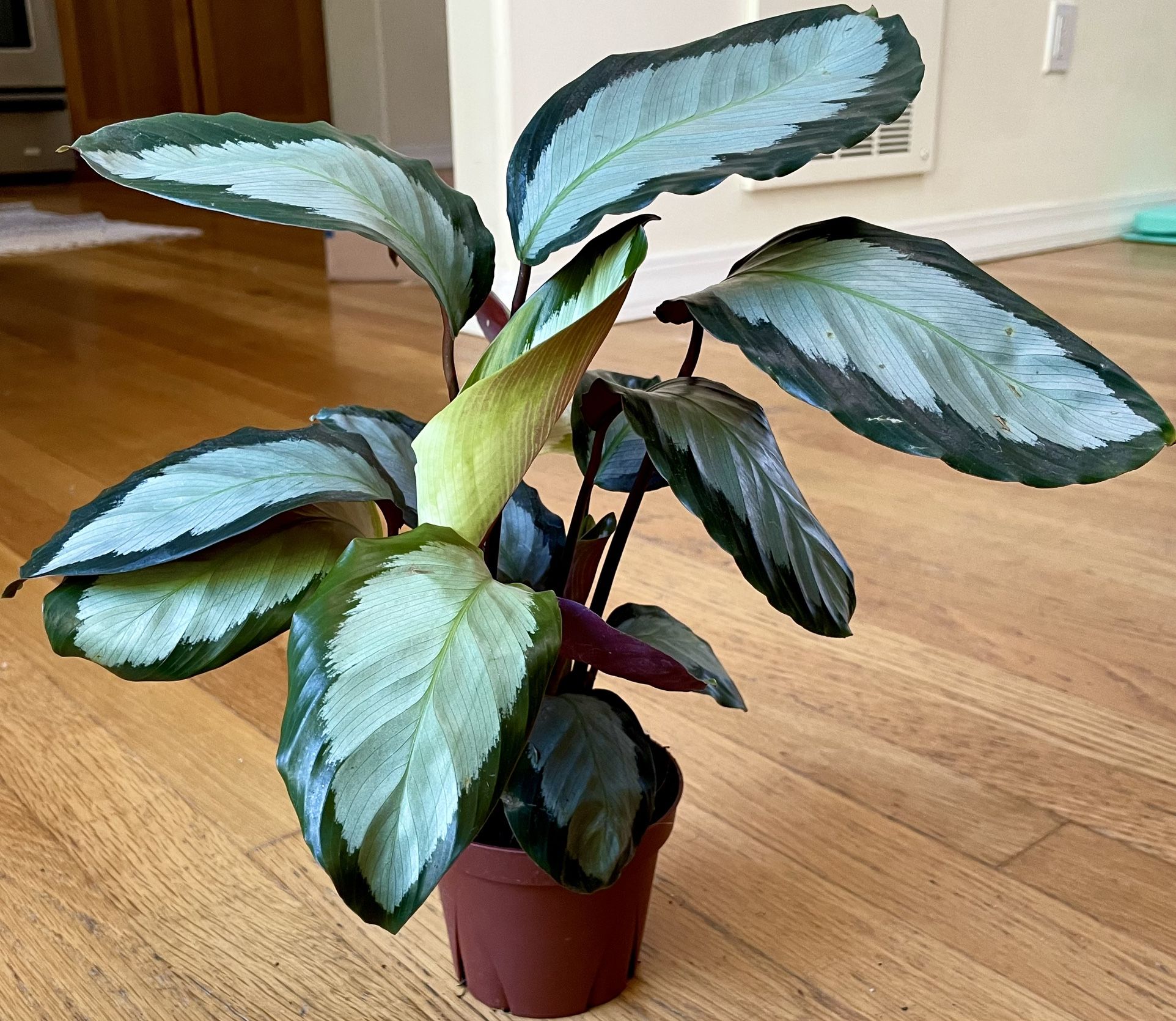 Non-Toxic Calathea Royal Standard Plant / Holiday Sale/ Free Delivery ...