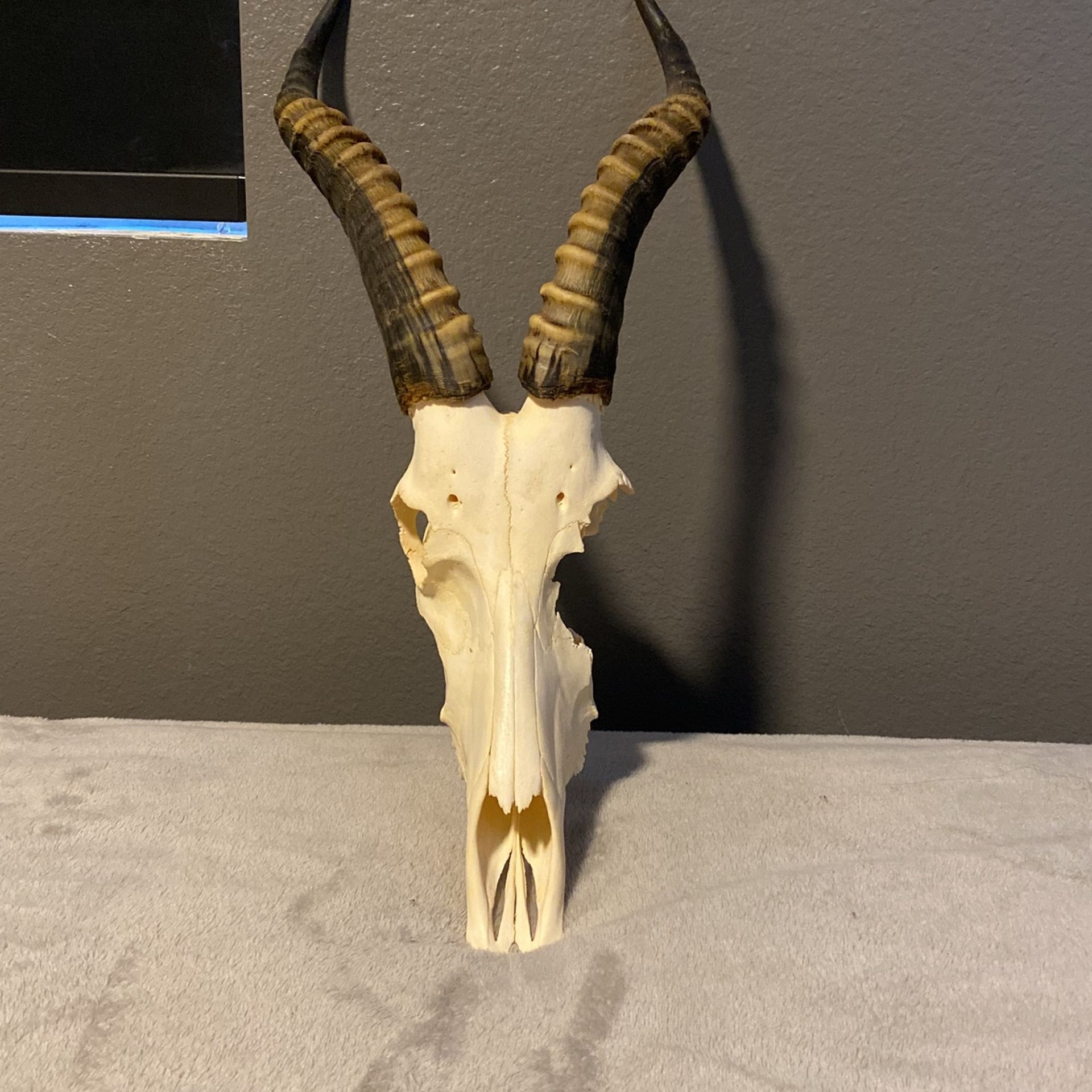 Taxidermy Deer Skull
