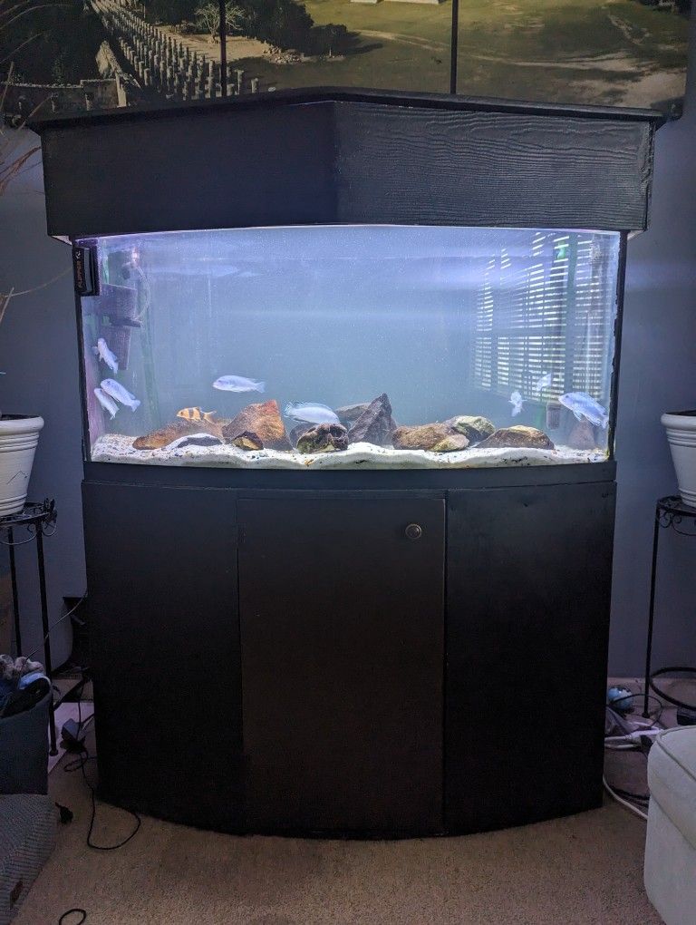 75 gal. Bowtie Fish tank ( no fish ) for Sale in Norwalk, CA - OfferUp