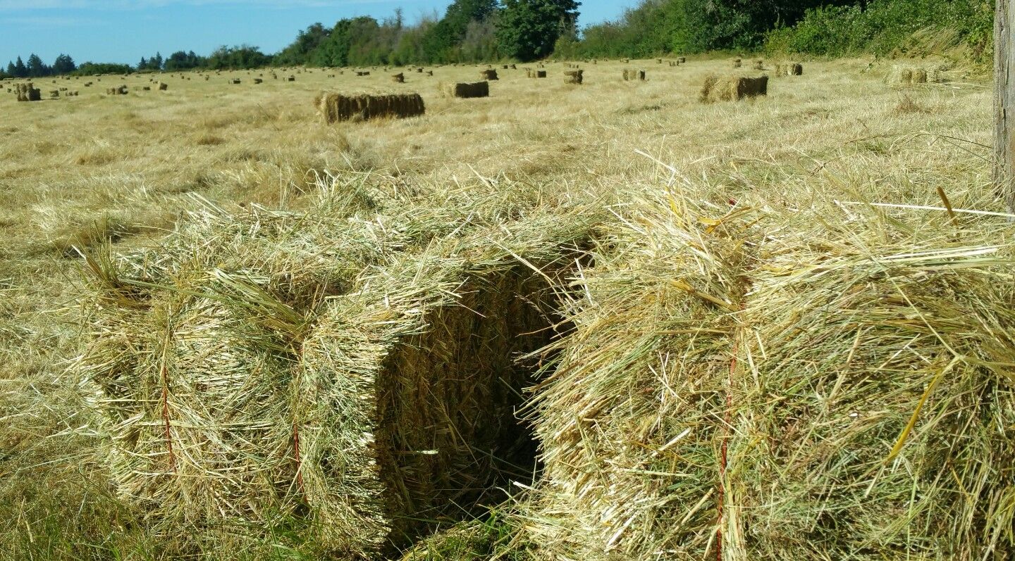 2-String Bales of Hay - NO CHEMICALS!!! for Sale in Scio, OR - OfferUp
