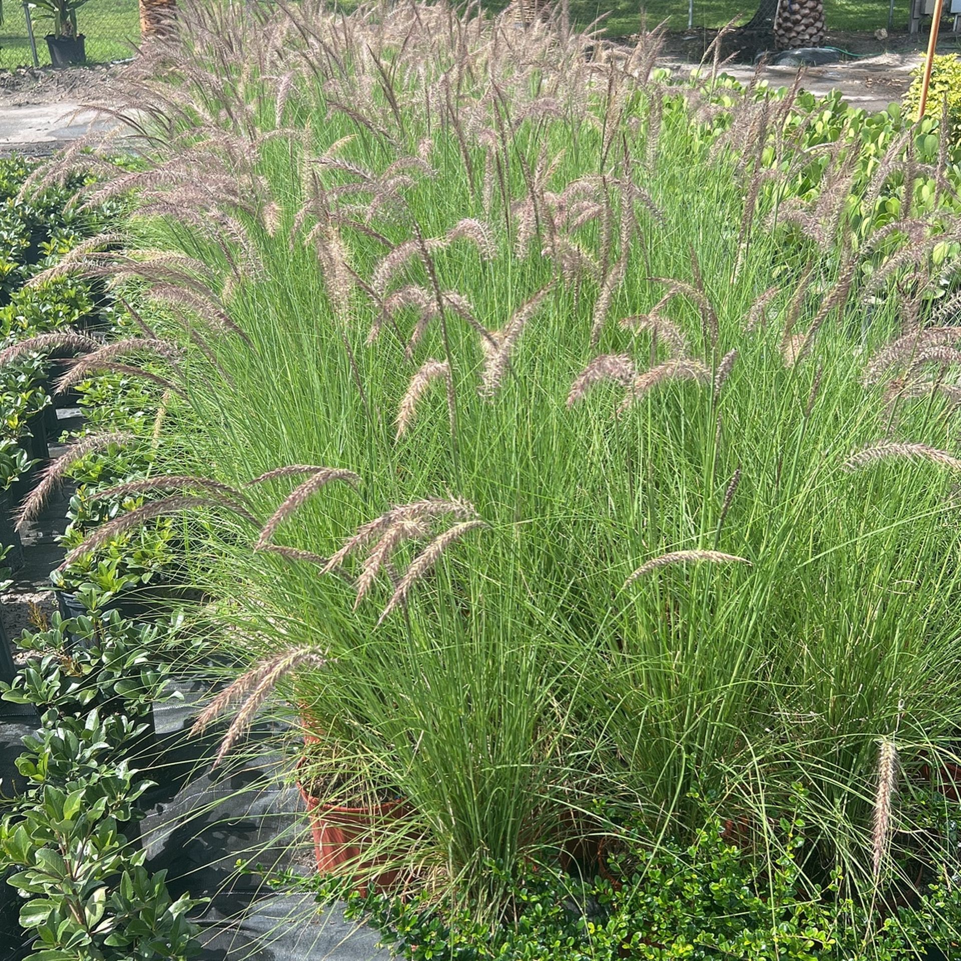 Fountain Grass for Sale in Laud Lakes, FL - OfferUp