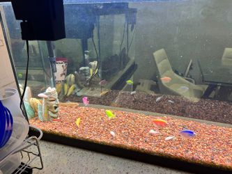 fish and 30 gallon fish tank ( Peces Y Pecera De 30 Galones) for Sale ...