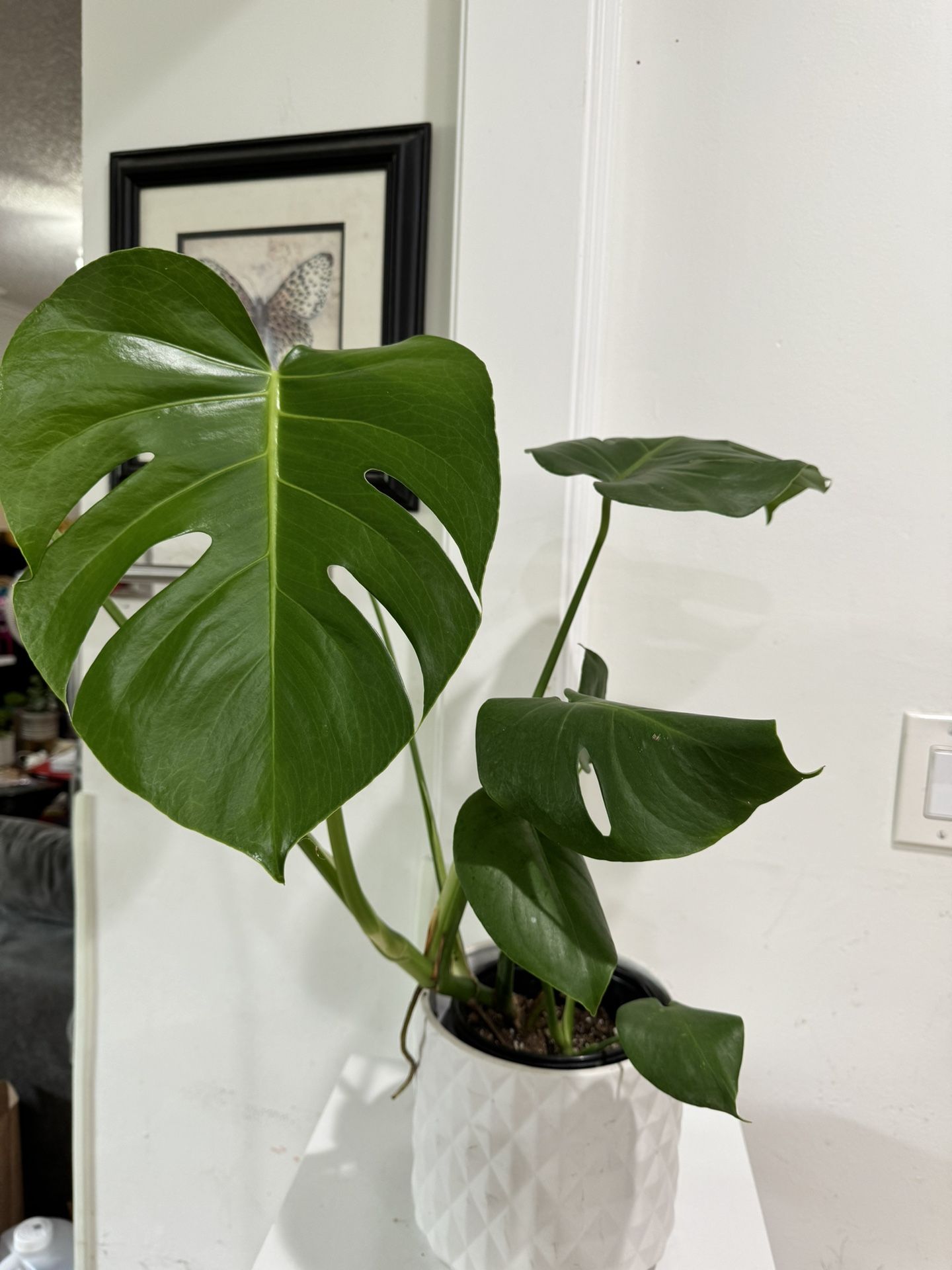 Monstera Deliciosa for Sale in Bellflower, CA - OfferUp