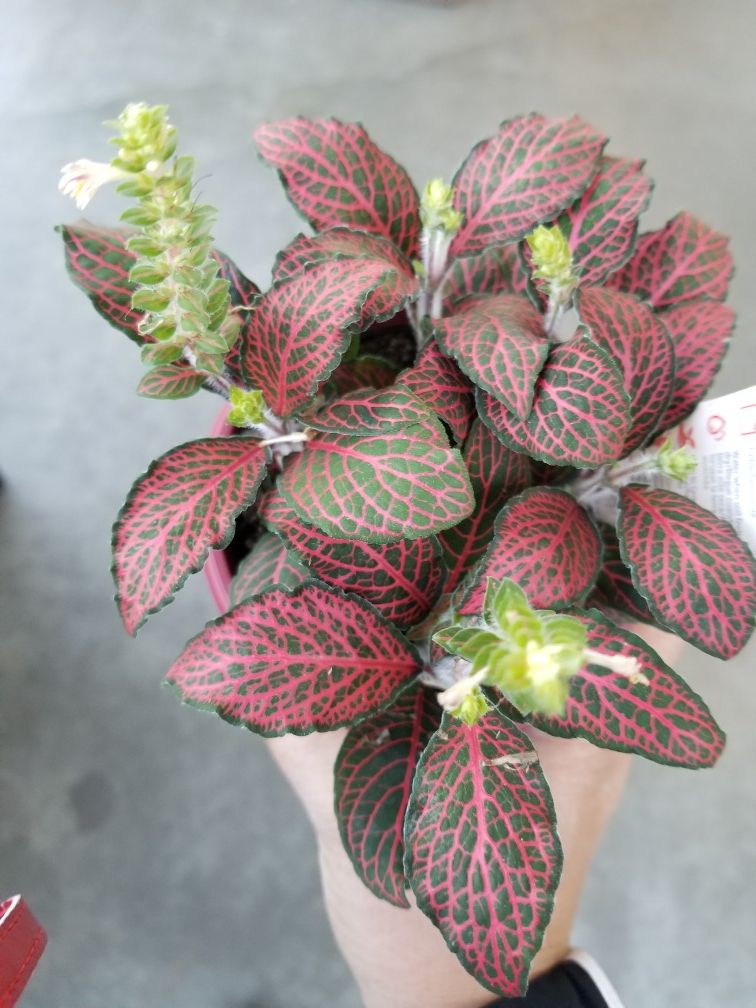 Fittonia Argyroneura