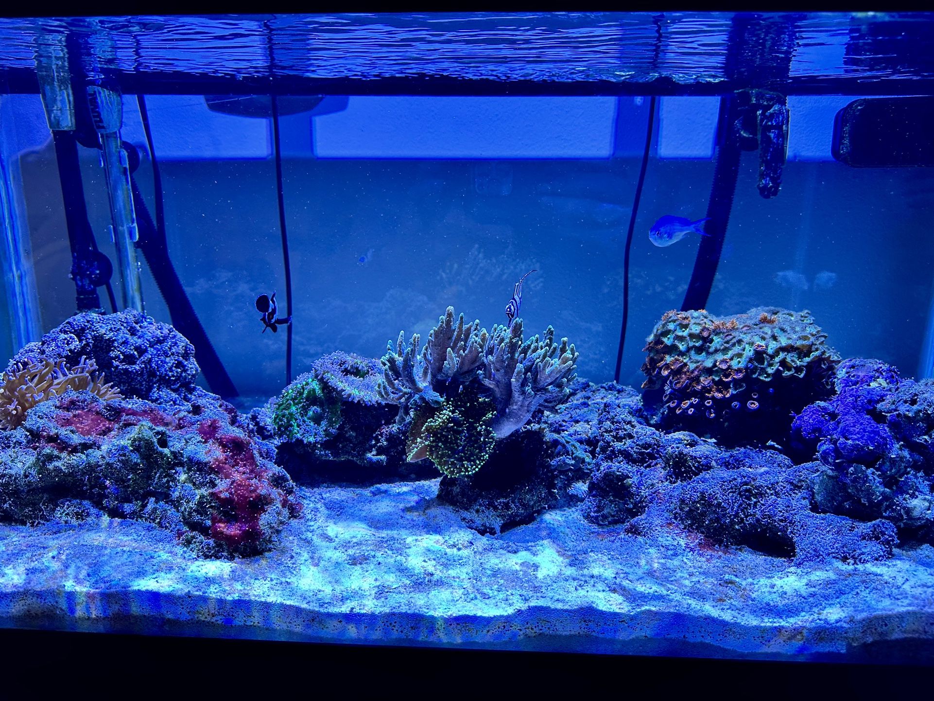 Complete Saltwater Set Up Of 40 Gallon Breeder Tank for Sale in Seattle, WA - OfferUp