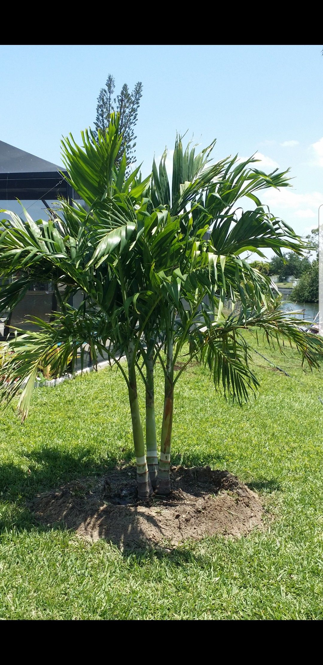 Triple Christmas Palms for Sale in Bokeelia, FL - OfferUp