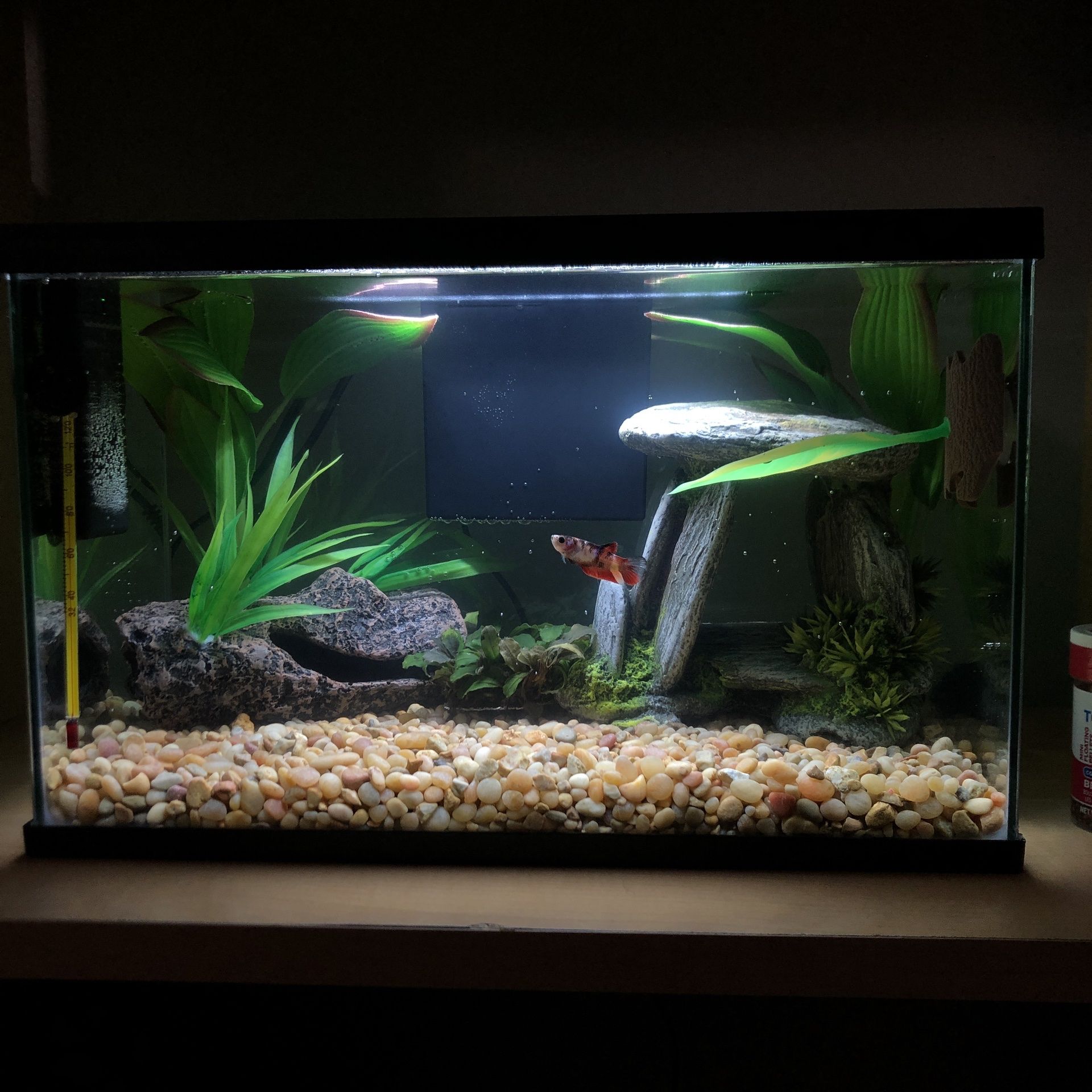 3 Gallon Fish Tanks