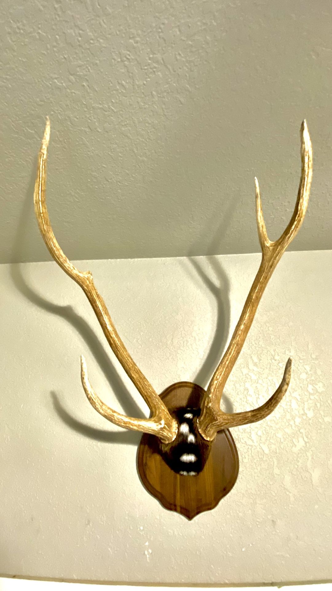 WTT/WTS: Taxidermy Deer Antlers Trophy Axis European Wall Mount Man ...