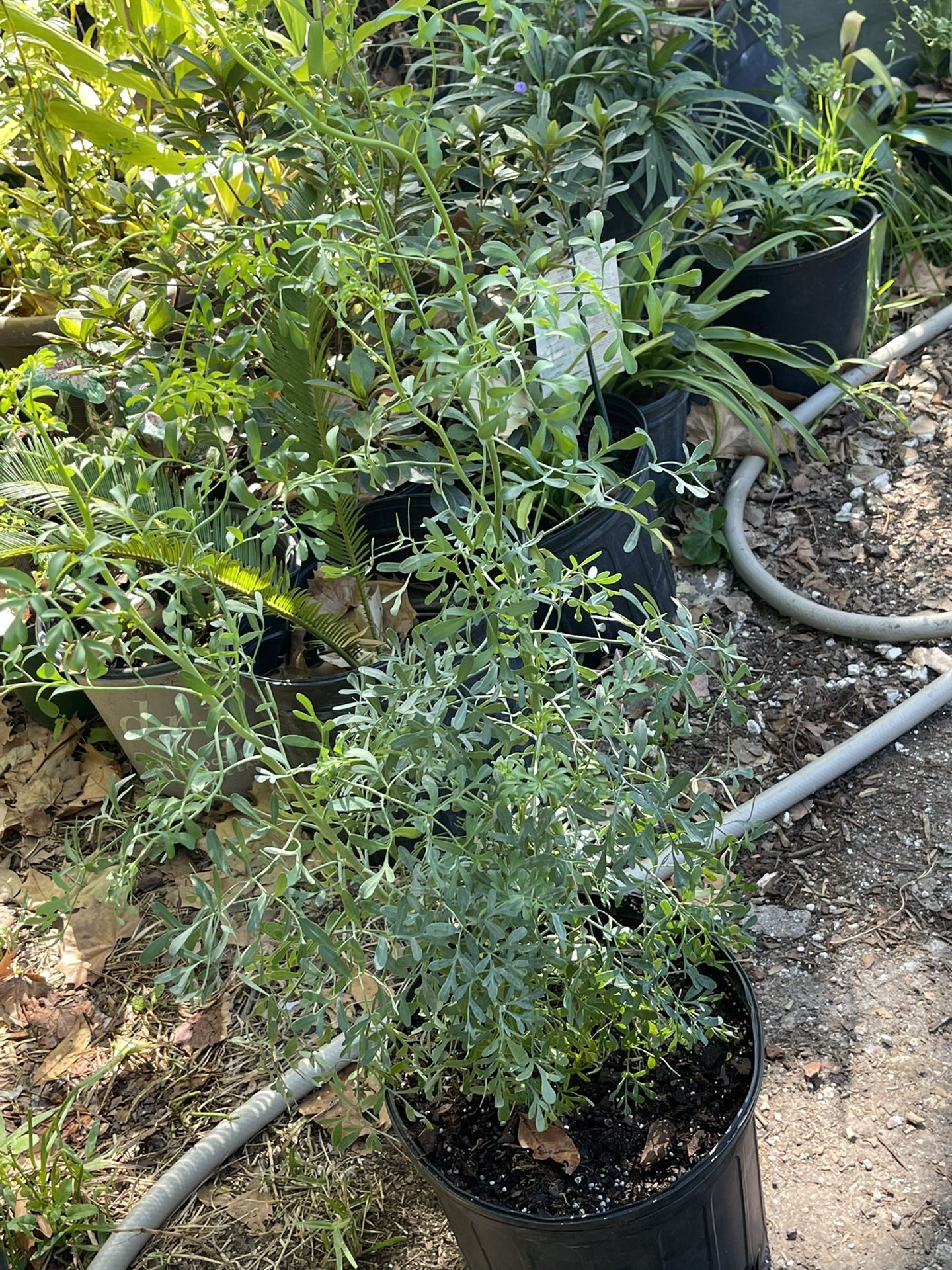 Romeos Ruda Yerbabuena Albacar Tomillo Chiles Tomate for Sale in Humble ...