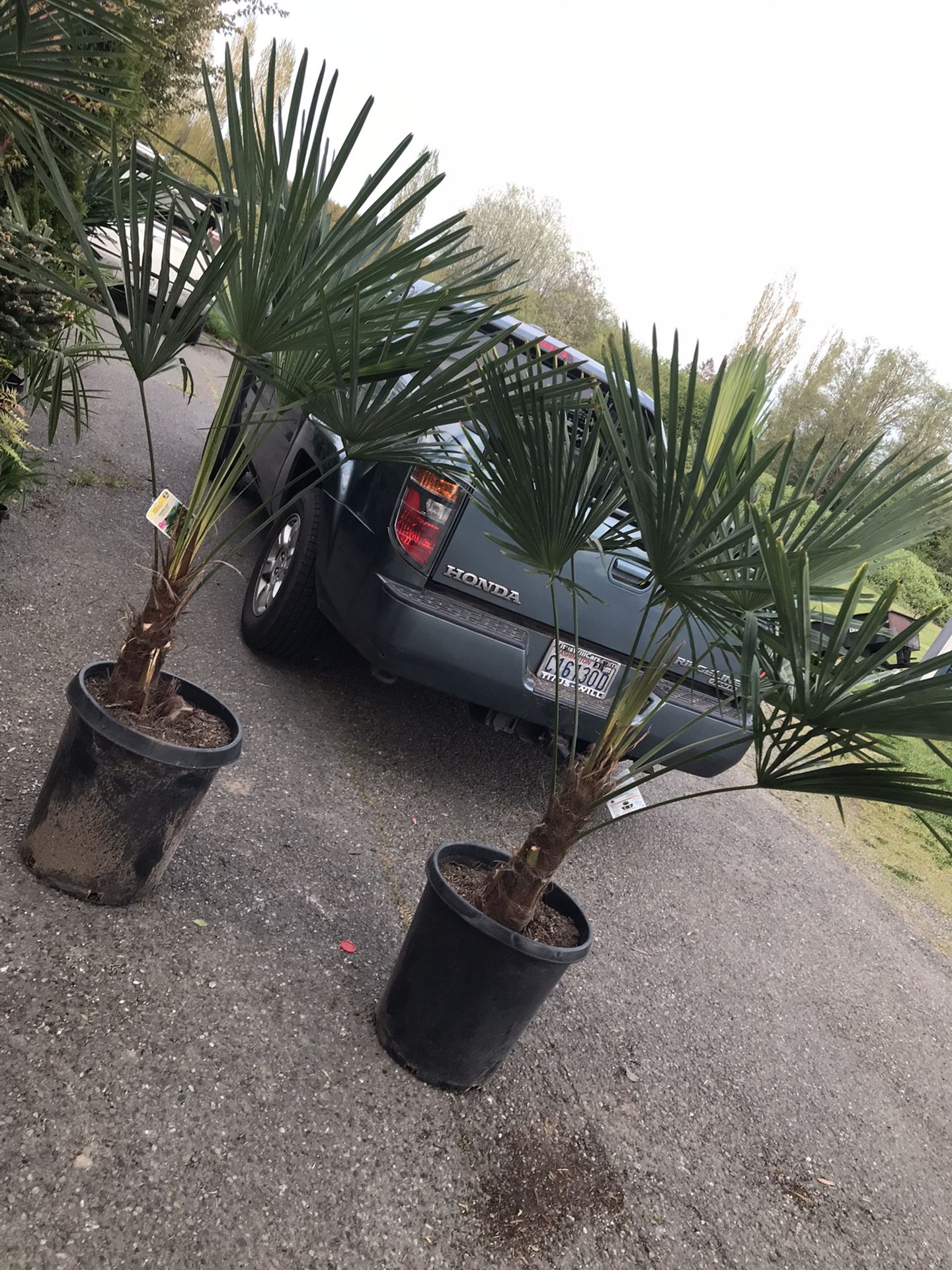 Palm Trees for Sale in Lacey, WA - OfferUp