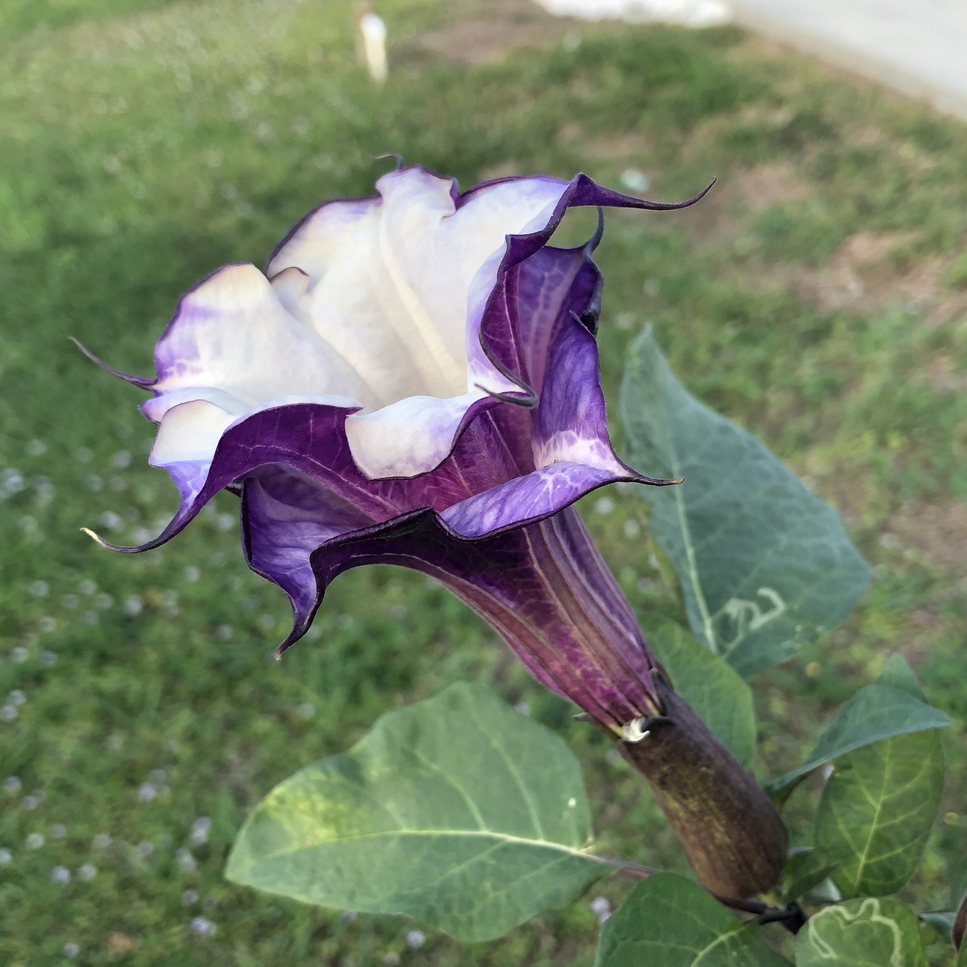 Double Purple Trumpet Flower Information