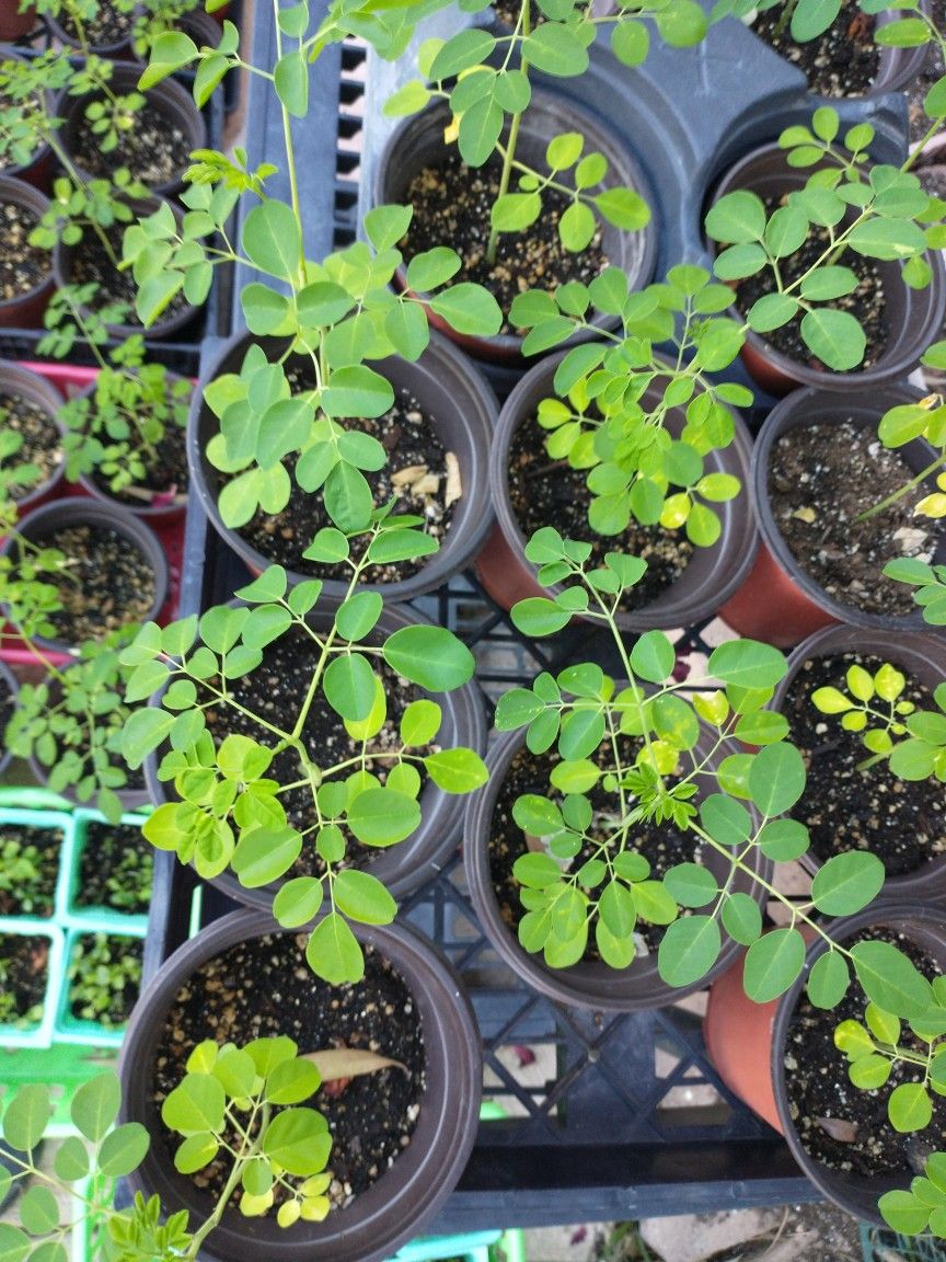 ORGANIC MORINGGA TREES. !!! for Sale in Chandler, AZ - OfferUp