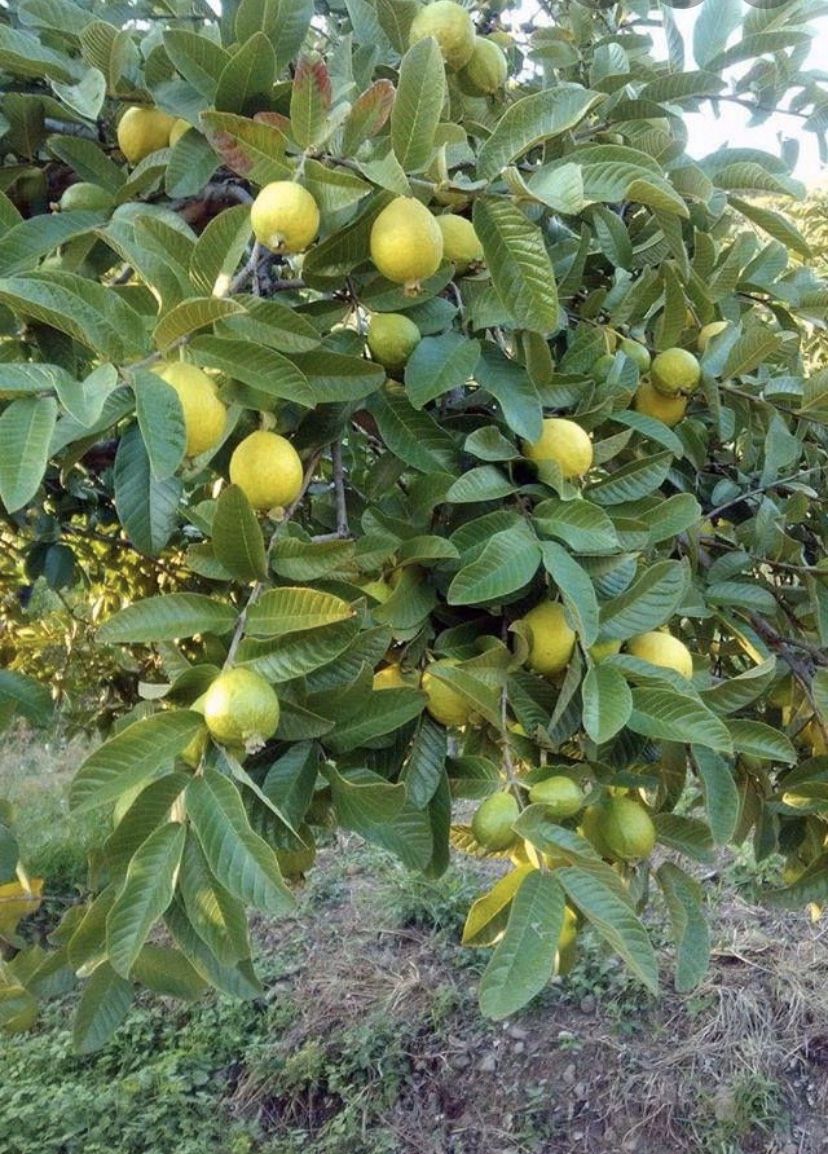 Quava Tree - Mexican Cream! for Sale in Houston, TX - OfferUp